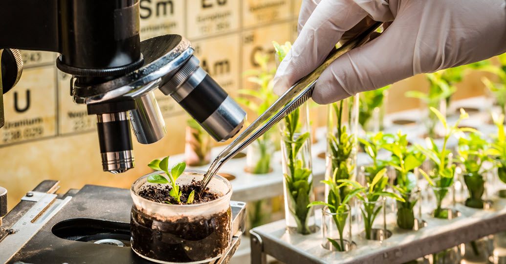 Introduction to Plant Breeding: A Beginner's Guide